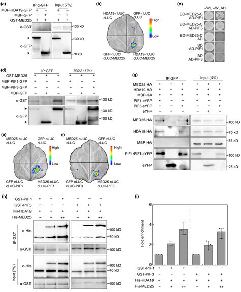 The Pif1 Pif3‐med25‐hda19 Transcriptional Repression Complex Regulates
