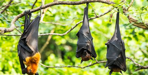 17 Fun Facts About Bats You Cant Resist 2024 Bird Watching Hq