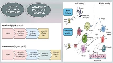 Pathogen Recognition Receptors Prrs And Pathogen Associated Molecular Patterns Pampspptx