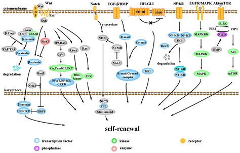 Wnt Signaling Pathway Colorectal Cancer At Nicholas Ducan Blog