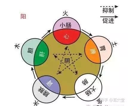 耳穴中医脏腑辩证取穴肝穴 知乎