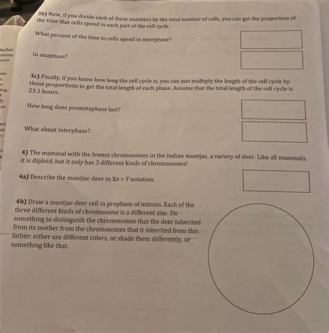 Solved In A Root Tip A Region Of Rapid Cell Division Label Chegg Com