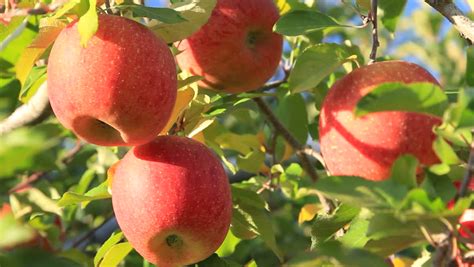 Vertical Pan Of Close Up Of Apples In A Tree Apples Trees Of Marpha