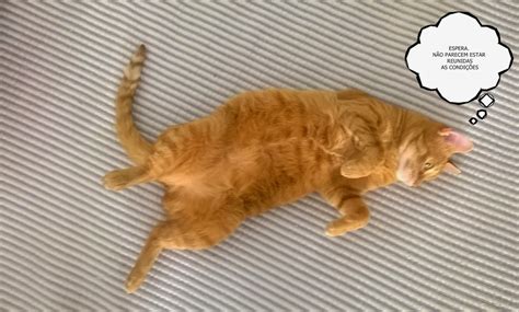 Linda Blue Numa Escala De Zero A Dez Quão Estranho é O Teu Gato