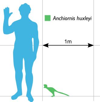 アンキオルニス Wikipedia
