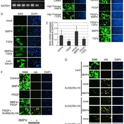Bmp4 Signaling Induces Sm Gene Expression In A Smad Dependent Manner