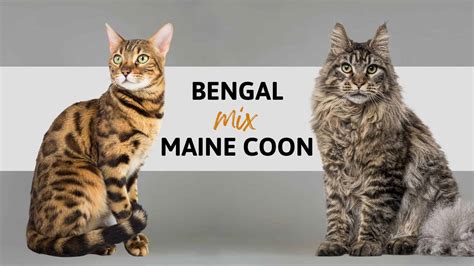 Maine Coon Bengal Cross