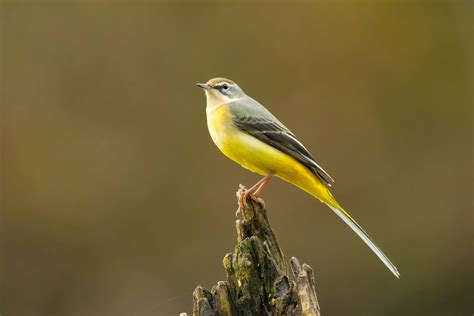 Grey Wagtail Bird Facts Motacilla Cinerea
