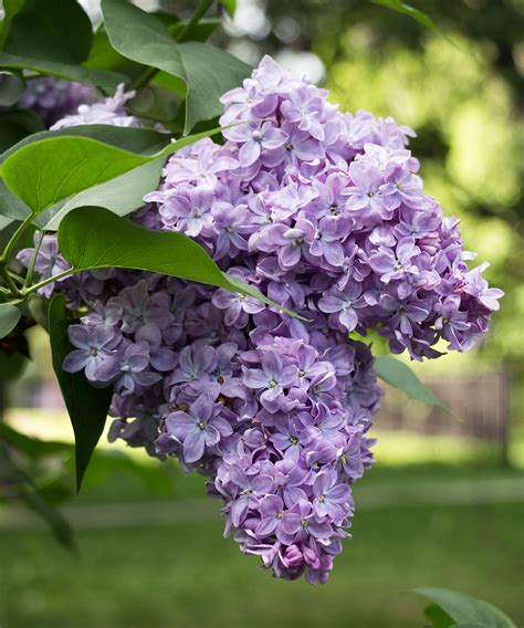 How To Propagate Lilacs Expert Tips For Taking Cuttings Homes And