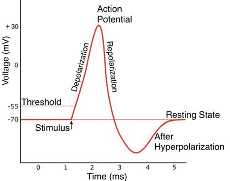 236 Action Potential Medicine Libretexts