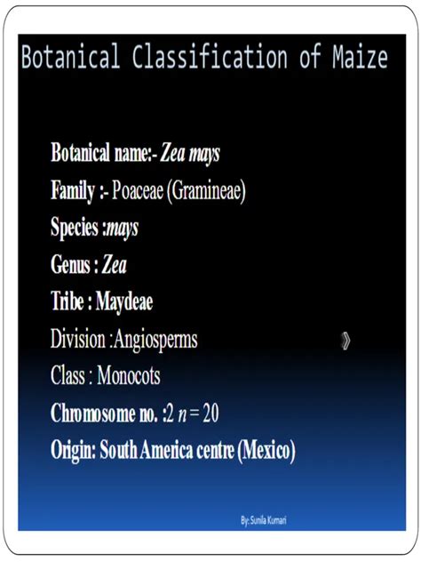 PPT CORN Pdf A Agriculture