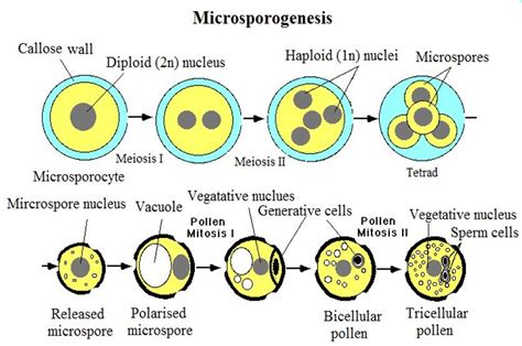 Std 12th Ch 2 Flowering Plants