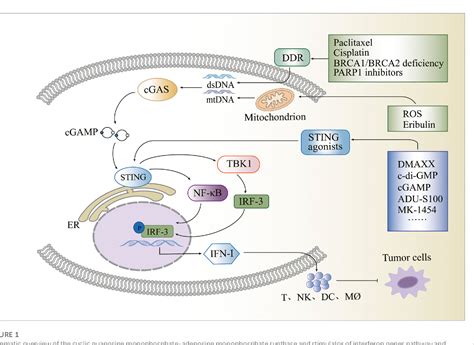 Figure 1 From Targeting The Stimulator Of Interferon Genes Sting In Breast Cancer Semantic