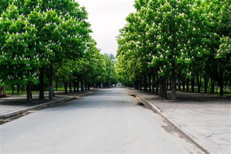 Tree Lined Driveway Stock Photos Images And Backgrounds For Free Download