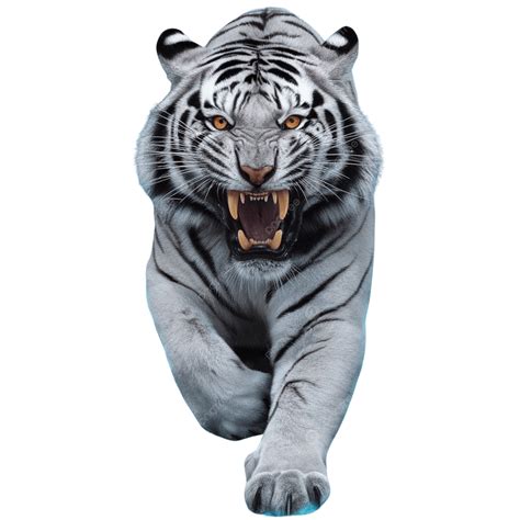 White Tiger Face Angry