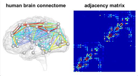 Brain Network Model Connectivity Weighted Brain Network And Download Scientific Diagram