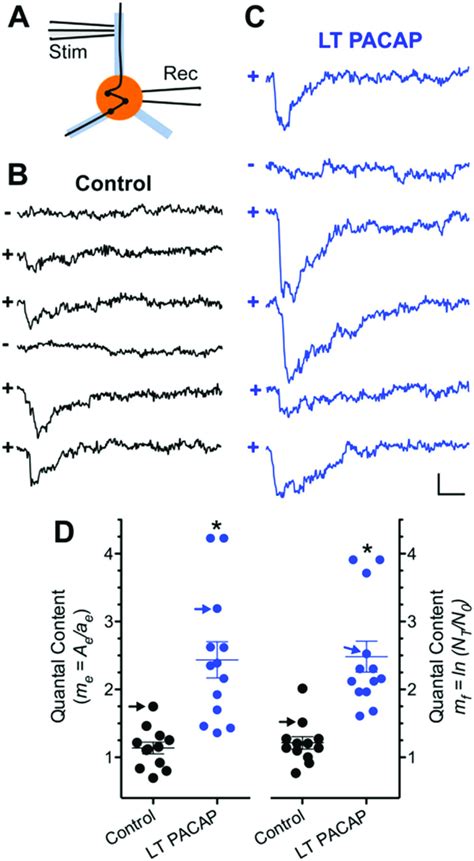 Presynaptic Function Is Enhanced In Neurons Displaying PACAP Induced LT Download Scientific