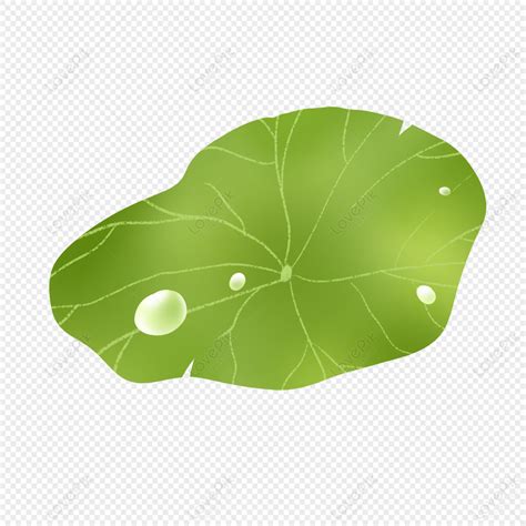 녹색 여름 연꽃 잎 Png 일러스트 무료 다운로드 Lovepik