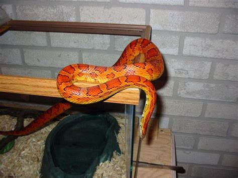 Домашние змеи Блог про домашних питомцев Собаки кошки кролики грызуны пауки птицееды