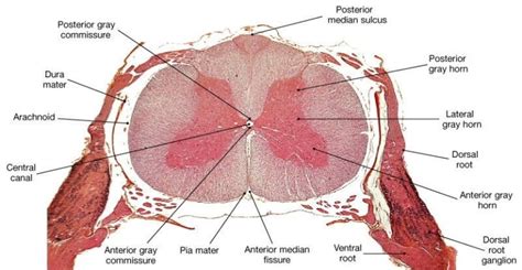 Know Your Spinal Cord The Spino Olivary Tract Lunatic Laboratories