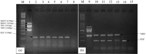 Shrimp Rna Viruses Screening On Shrimp Field Samples Using Multiplex