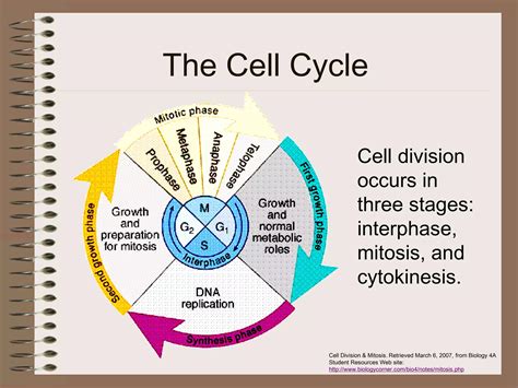 Cell Cyclepdf