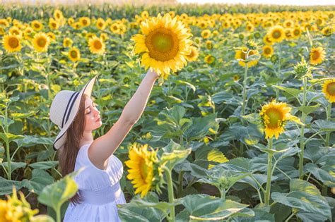 공중에 해바라기 소녀는 자른 해바라기를 손에 들고 있다 그녀는 머리에 밀짚모자를 쓰고 아름다운 하얀 드레스를 입고 있습니다 Sable Color에 대한 스톡 사진 및