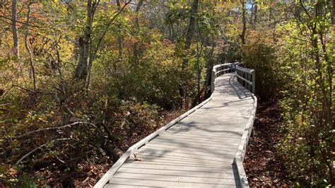 New Boardwalk At Beech Forest Trail Reconnects Scenic Cape Cod Loop