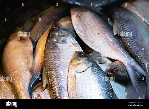 Raw Hilsa Fish Or Ilish Or Kept In Fish Market For Selling Tenualosa