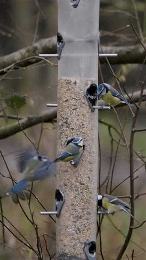 Slow Motion Blue Great Tits On Stock Footage Video 100 Royalty Free