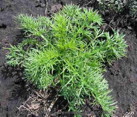 Province Of Manitoba Agriculture Scentless Chamomile