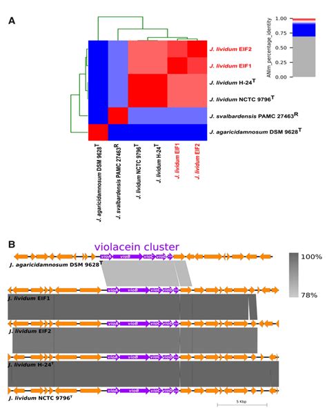 A Phylogenetic Analysis Of Janthinobacterium Lividum Eif1 And Eif2