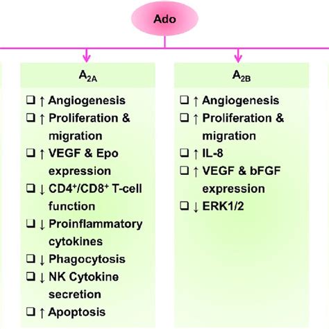 Tumoral Effects Of Activated Adenosine Receptors Download Scientific Diagram