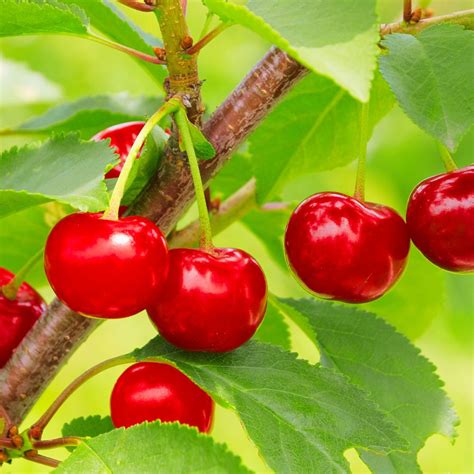 Muda De Cereja Potuguesa Enxertada Já Produz Mudas Nobre