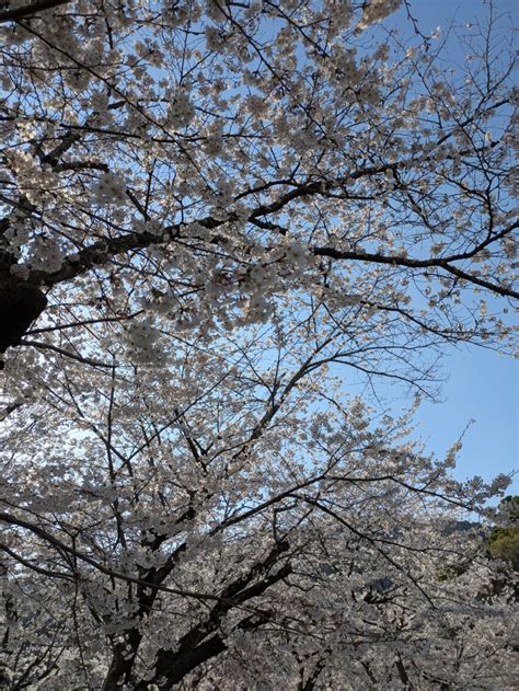 書写山新緑まつり2025 兵庫県たつの市と周辺 その2 たつの三宝社のブログ