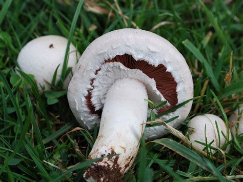 White Mushroom Identification Most Poisonous Mushrooms In The Uk