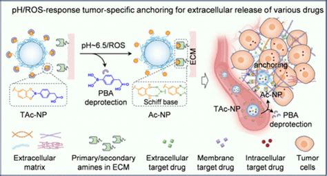 Bioinspired Polymeric Nanomedicines With Tumor Extracellular Matrix Anchoring Capability For