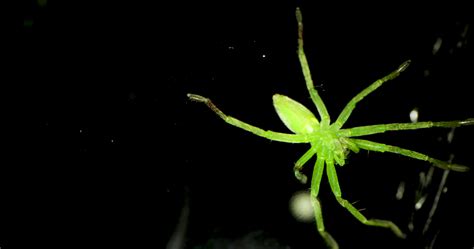 A Green Spider Glowing On Its Invisible Web In The Dark Close Up