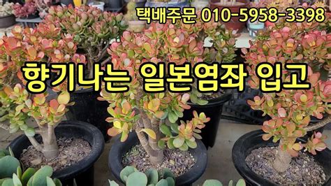 향기나는 일본염좌 다육식물 공주농원 Youtube