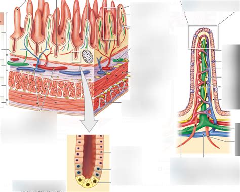 Intestinal Wall Diagram Quizlet