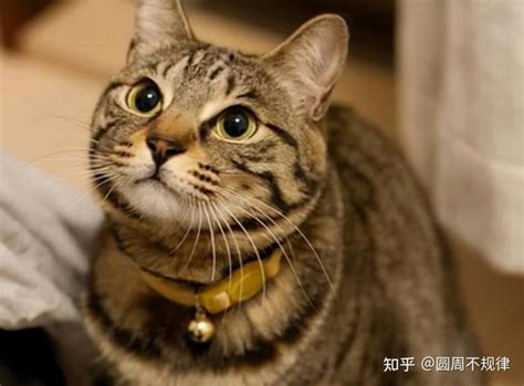 当狸花猫犯错后不管你有多生气这5个地方不能打 知乎