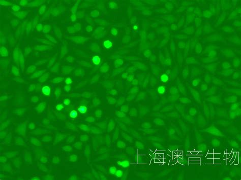 L 929 GFP绿色荧光蛋白标记的小鼠成纤维细胞 企业官网