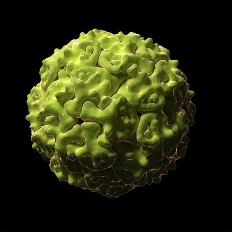 Densovirus Particle Photograph By Scieproscience Photo Library Fine