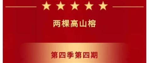 第四季红领巾爱学习 两棵高山榕 全国少工委 来源 高山榕