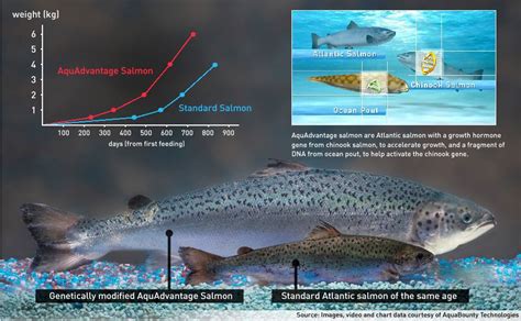 Fda Approves Aquadvantage Salmon After Extensive Review Science 20
