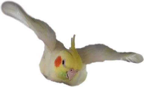 Congratulations The Png Image Has Been Downloaded Cockatiel Bird