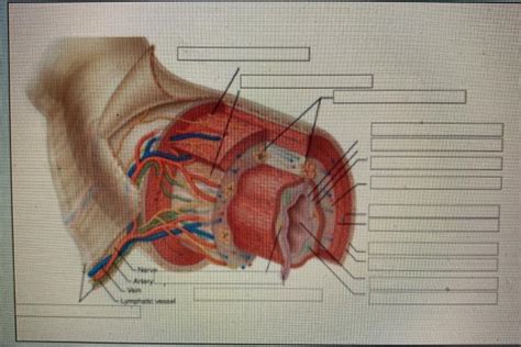 Solved Mesentery Myenteric Nerve Plexus Submucosal Nerve