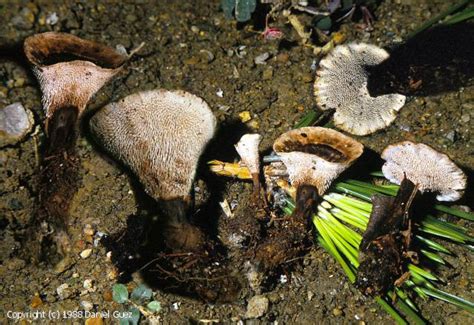 Mycodb Photos De Champignons Phellodon Tomentosus