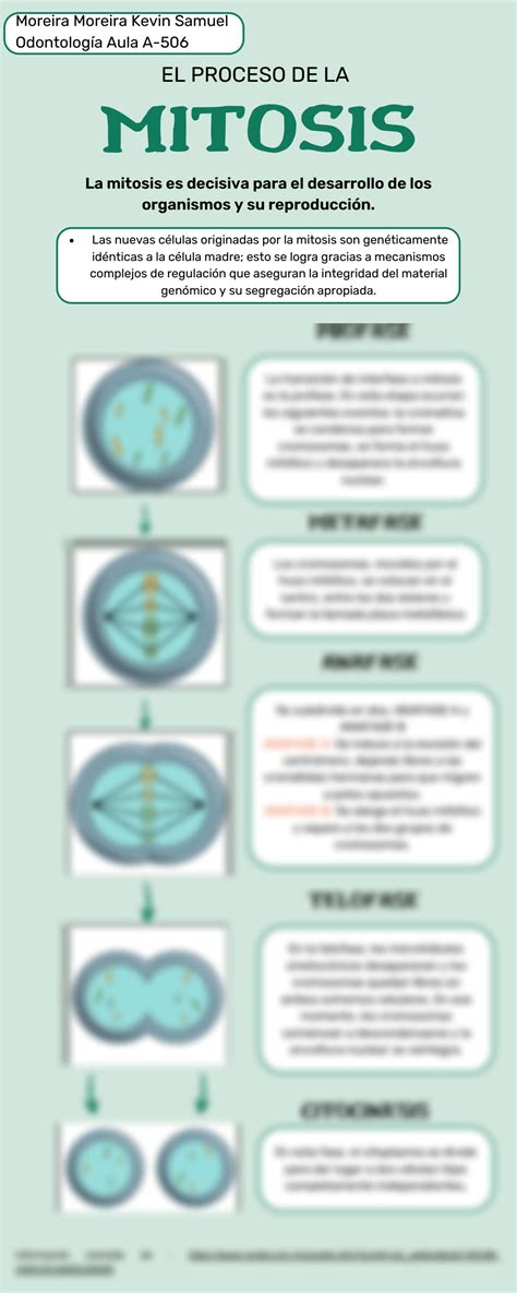 Solution Fisiologia Humana 1 Infografia Division Celular Mitosis