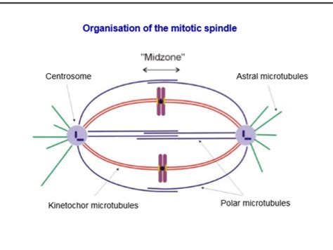 Lecture Cell Migration Flashcards Quizlet